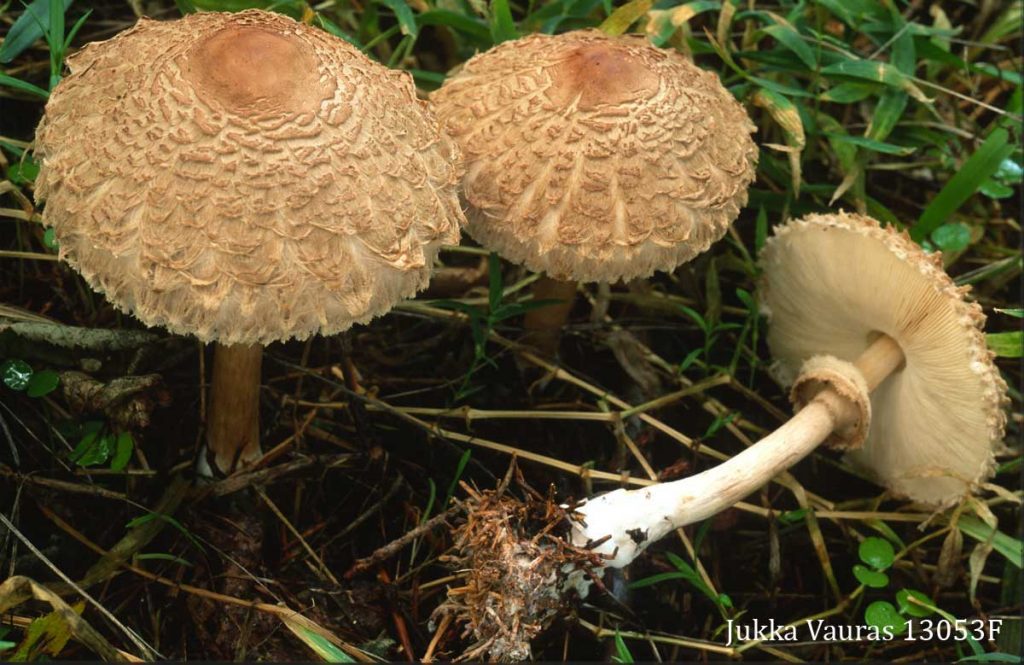 Akansienet – Chlorophyllum – Sieniatlas