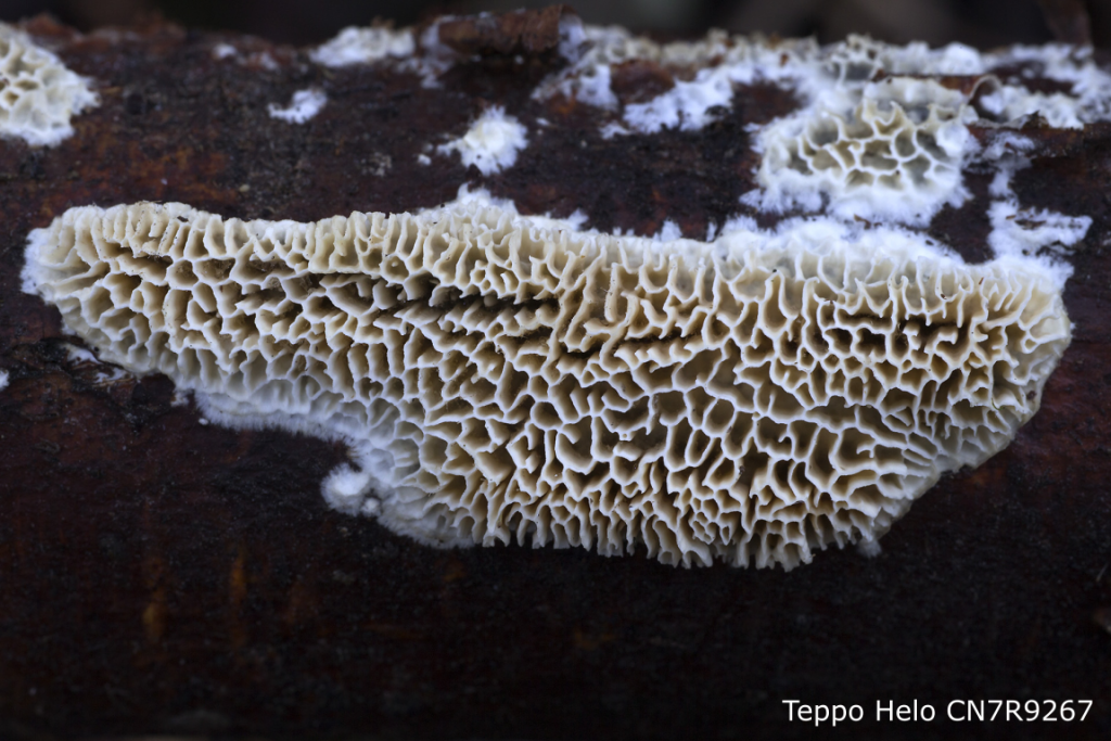 Haapalahopuun kääpiä – Sieniatlas