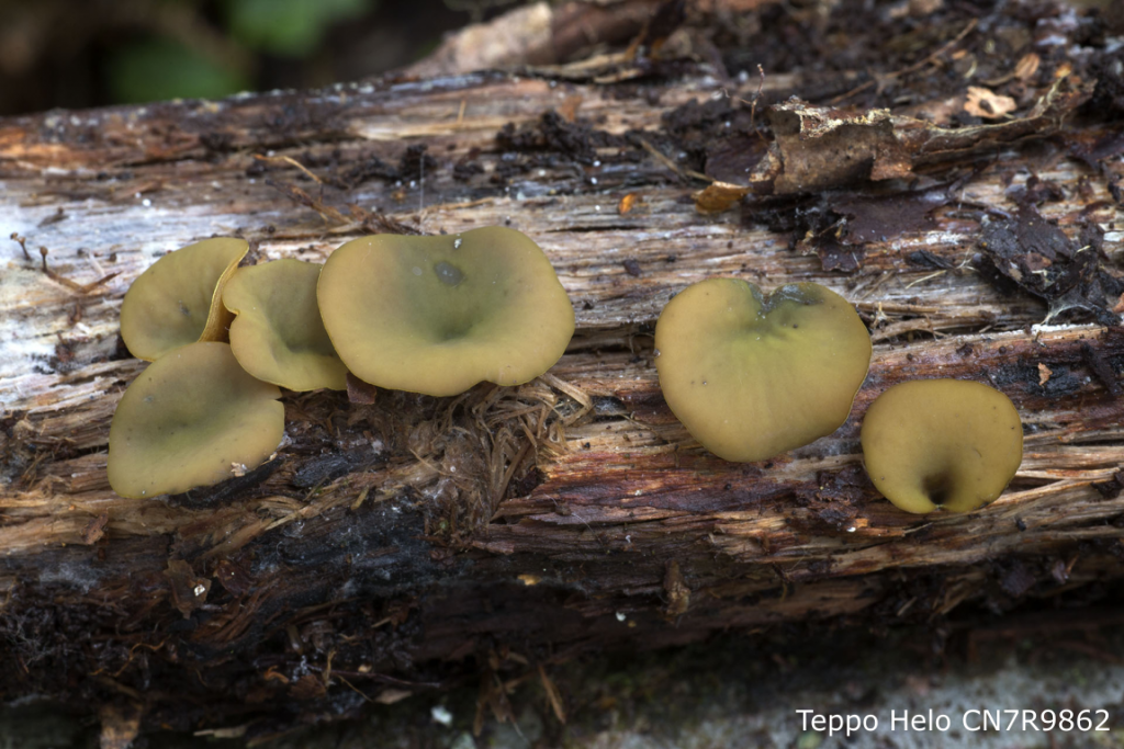 Haapalahopuun kotelosieniä – Sieniatlas